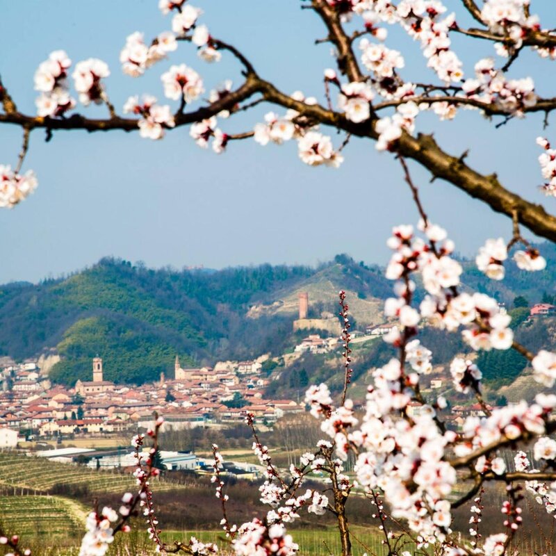 Itinerary - RBT - Tappa 05: Monticello d'Alba - Fraz.Borbore (Vezza d'Alba)