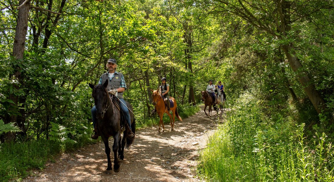 Experiences - The Magic of the Woods: Truffle Hunt & Horseback Riding - Lan