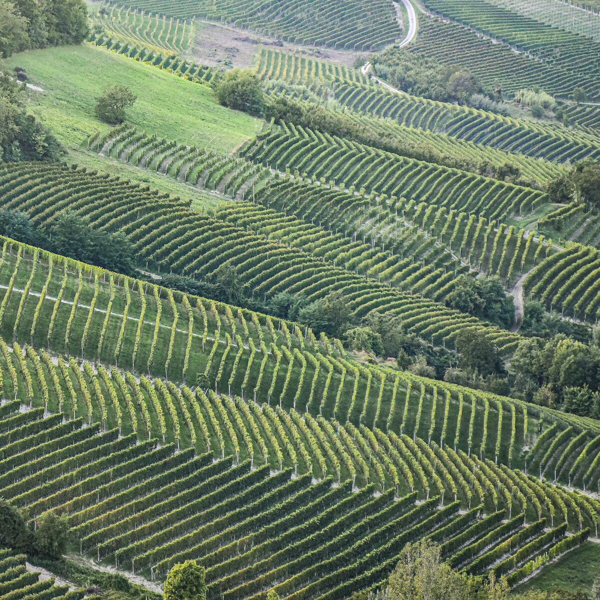 Itinerario - Bar to Bar - Barbaresco - Barolo - Langhe